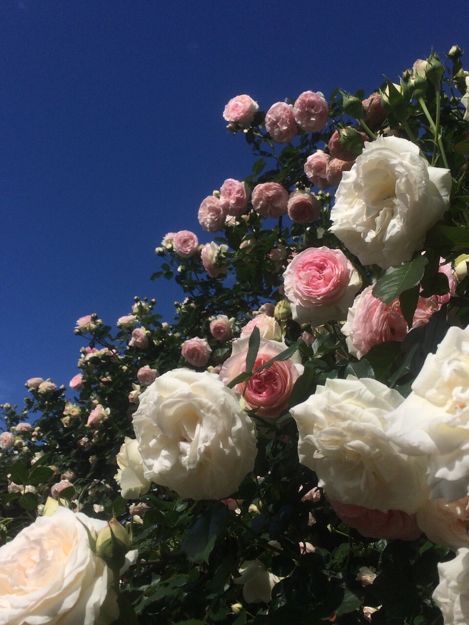 ymatのページ | YAMAP / ヤマップ