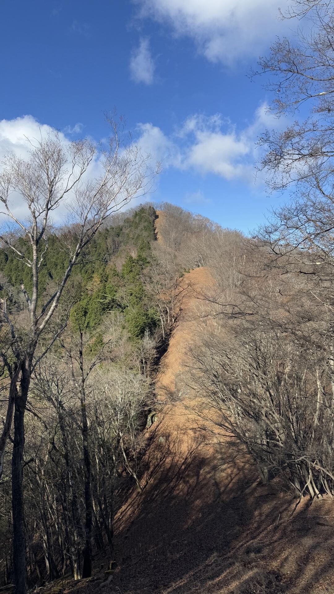 桜平バス停～蕎麦粒山・日向沢ノ峰・棒ノ嶺～さわらびの湯 / rainmanさんの川苔山（川乗山）の活動日記 | YAMAP / ヤマップ