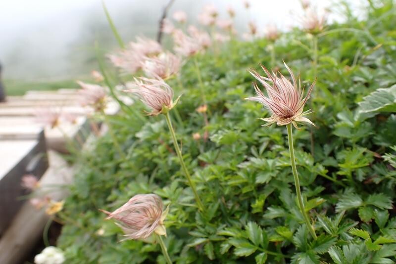 July.09.2023（Sun） 平標... / あんなふぁ～んさんのモーメント | YAMAP / ヤマップ