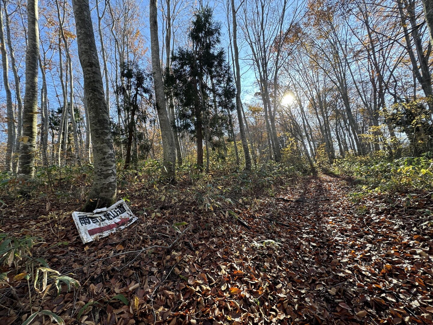 藪漕ぎと雪道歩きで雨告山手前の牛首まで / saiさんの月山の活動データ | YAMAP / ヤマップ