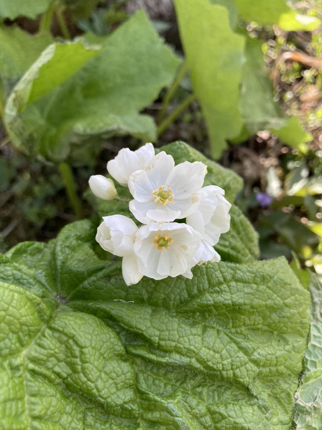擬宝珠山 / fumiconさんの烏ヶ山・象山（笹ヶ峰）の活動データ | YAMAP / ヤマップ