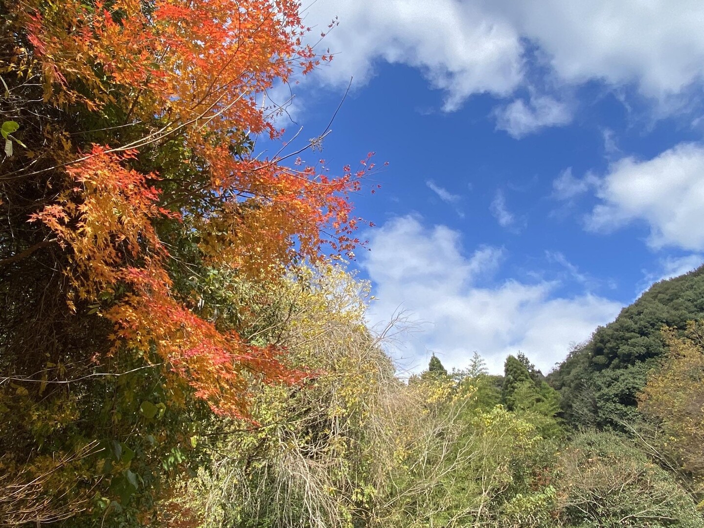 八面山-2023-11-25 / Yamaji88さんの八面山の活動データ | YAMAP / ヤマップ