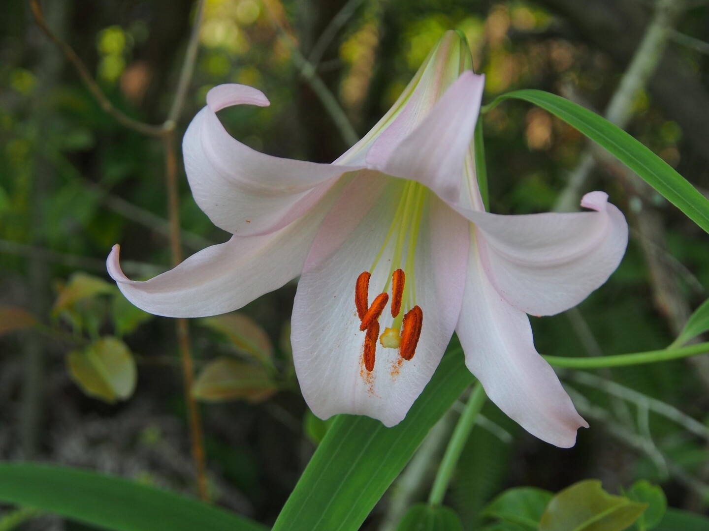 鏡山-2024-06-08 / s.naoさんの三上山・鏡山の活動データ | YAMAP / ヤマップ