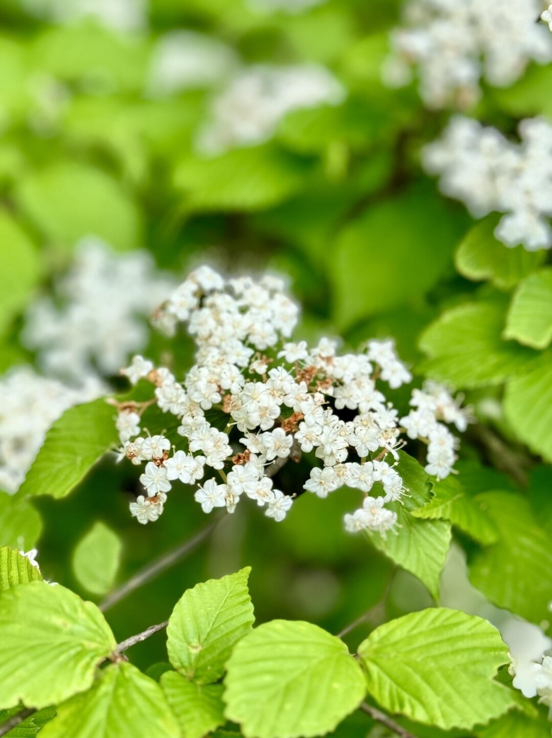 五井山 / senさんの五井山・宮路山・御堂山の活動データ | YAMAP / ヤマップ