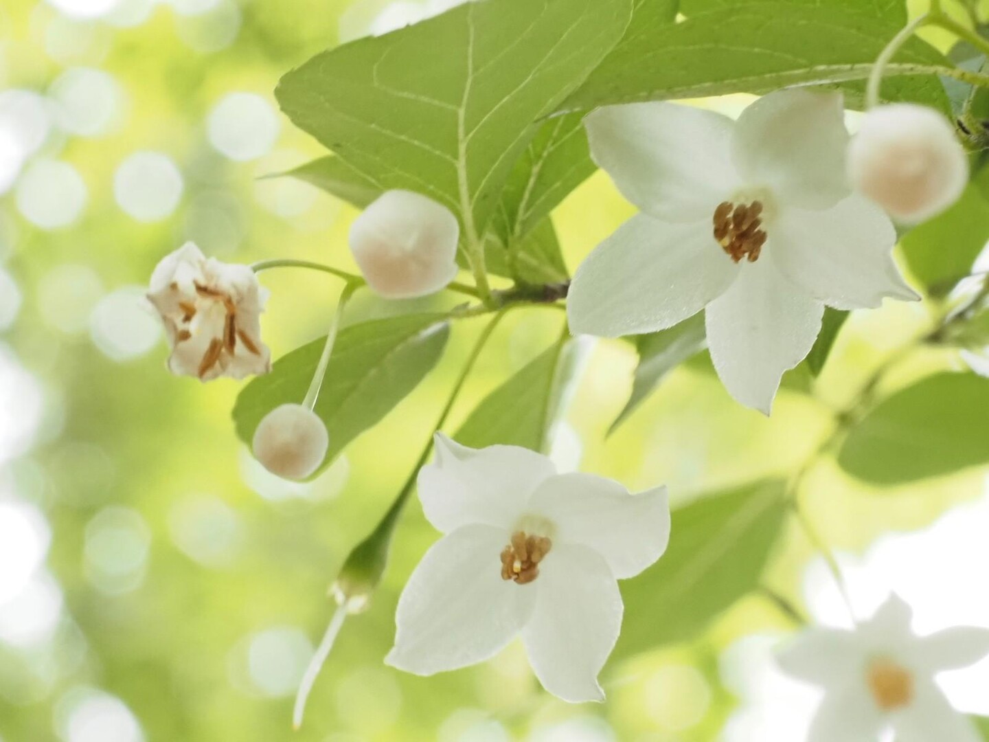 2023-05-13 白山神社～どんぐり山～村国山 / HAMARYUさんの登山の活動データ | YAMAP / ヤマップ