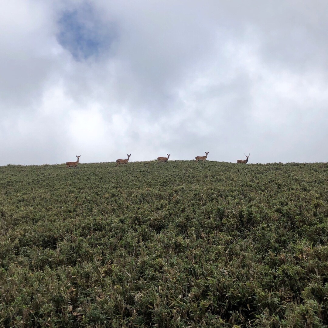 竜ヶ岳 / Zero Zero UFOさんの竜ヶ岳の活動データ | YAMAP / ヤマップ