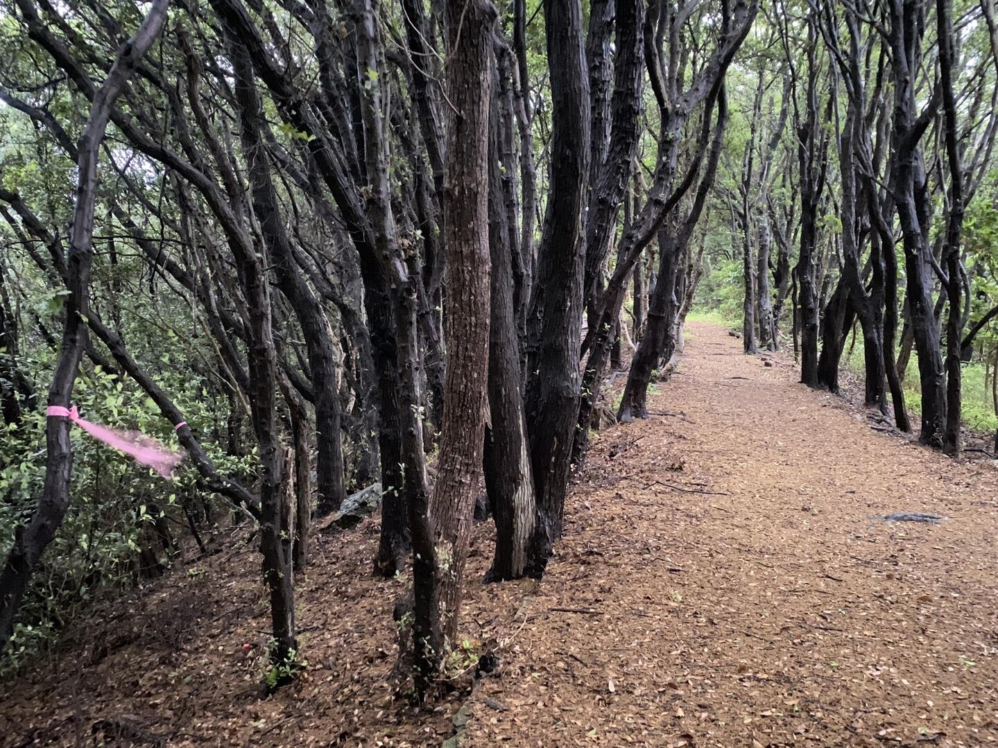 G W明け、おはよう☁️山の香りがする ... / かよママさんのモーメント | YAMAP / ヤマップ