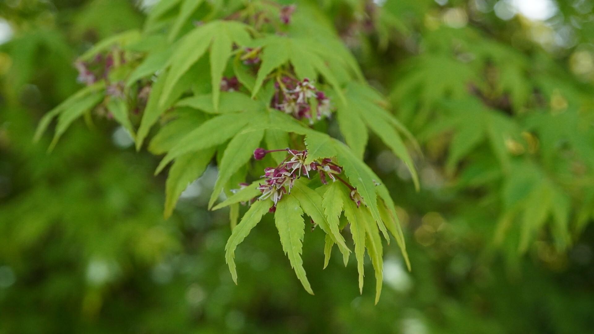 嶽山 朝の山歩 R5-22 / Zatoさんの嶽山・若山・四熊ヶ岳の活動データ | YAMAP / ヤマップ