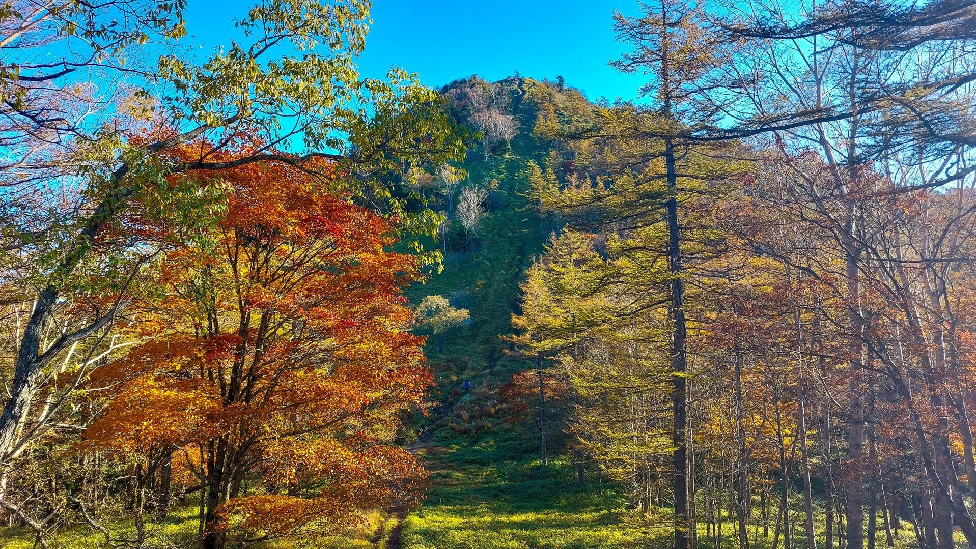 笠取を見上げる笹原露深し / mitchさんの和名倉山・笠取山・東仙波の活動データ | YAMAP / ヤマップ
