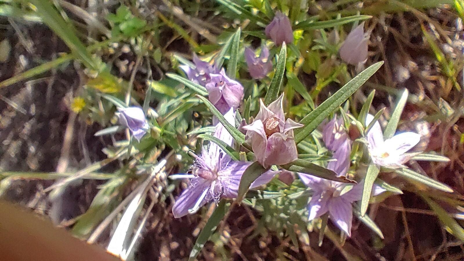 ムラサキセンブリ / kumomaさんのモーメント | YAMAP / ヤマップ