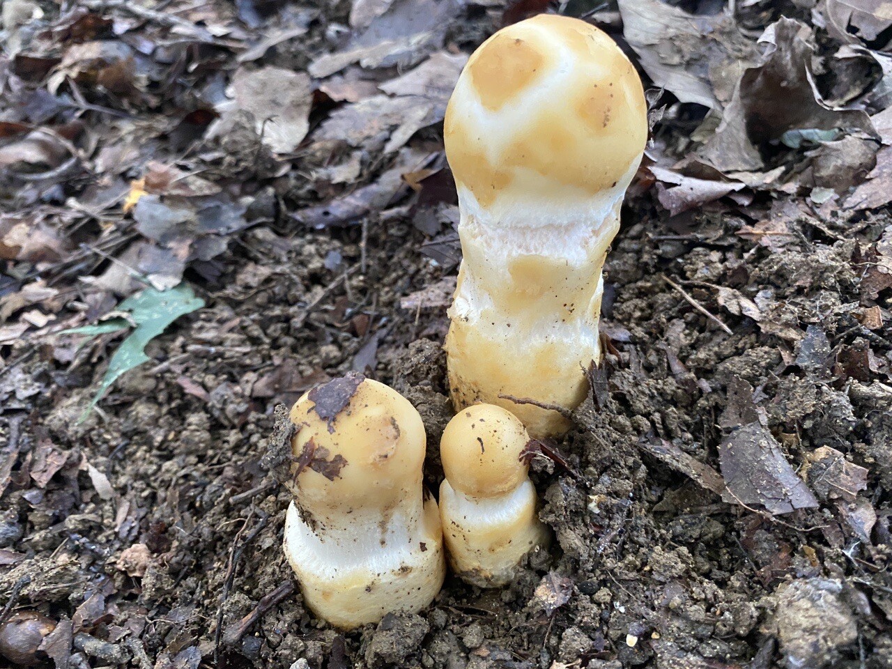 2020.10.22(木) 23:11 / おやじじゃがさんのモーメント | YAMAP / ヤマップ