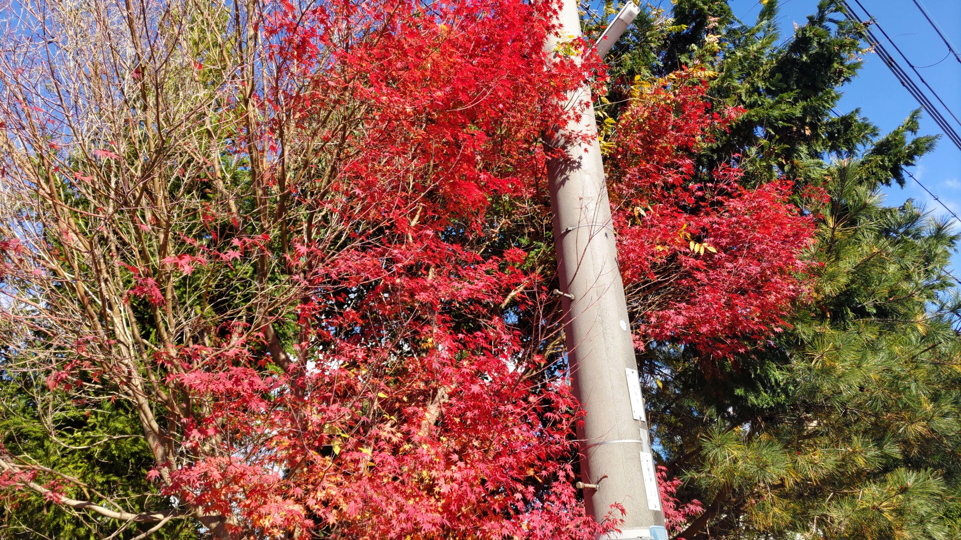 大文字山の紅葉 / ss43mさんの大文字山・如意ヶ嶽・稲荷山の活動データ | YAMAP / ヤマップ