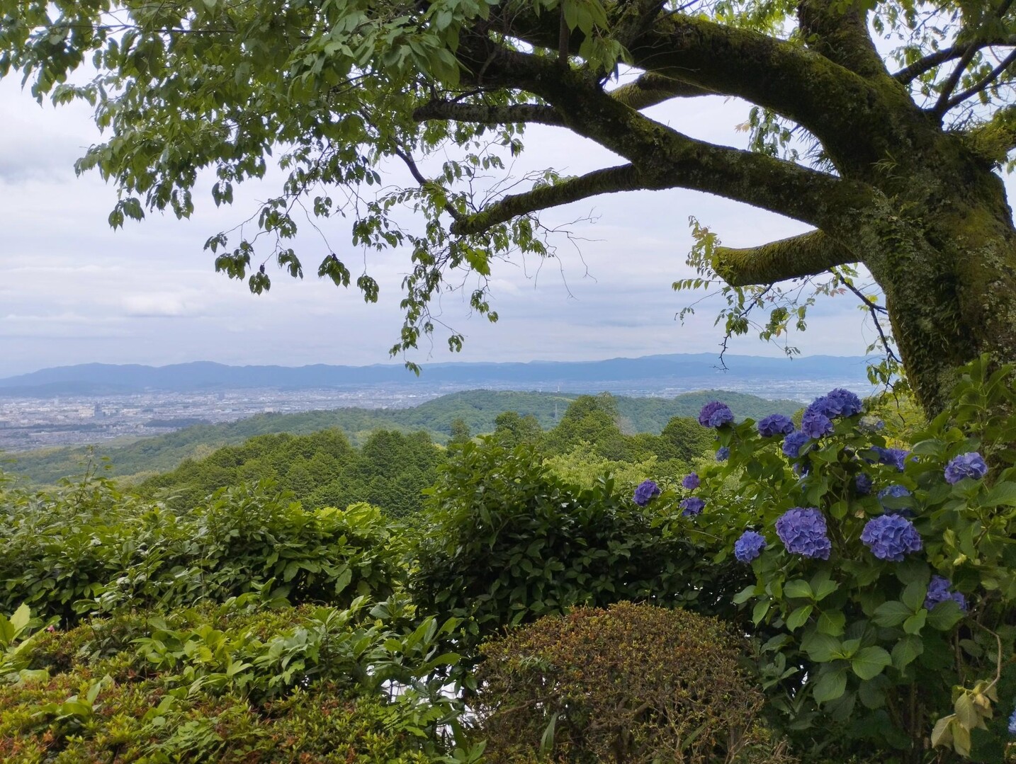 善峯寺あじさい観賞 / fukoさんのポンポン山・釈迦岳・小塩山・若山の活動データ | YAMAP / ヤマップ