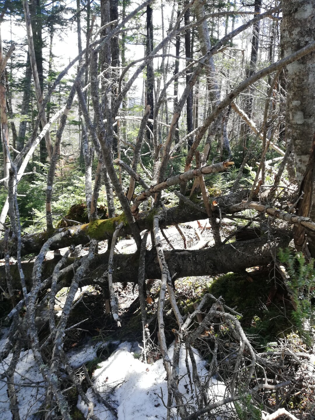 大弛小屋→甲武信小屋gw4日目 / Guest_573527さんの甲武信ヶ岳の活動データ | YAMAP / ヤマップ