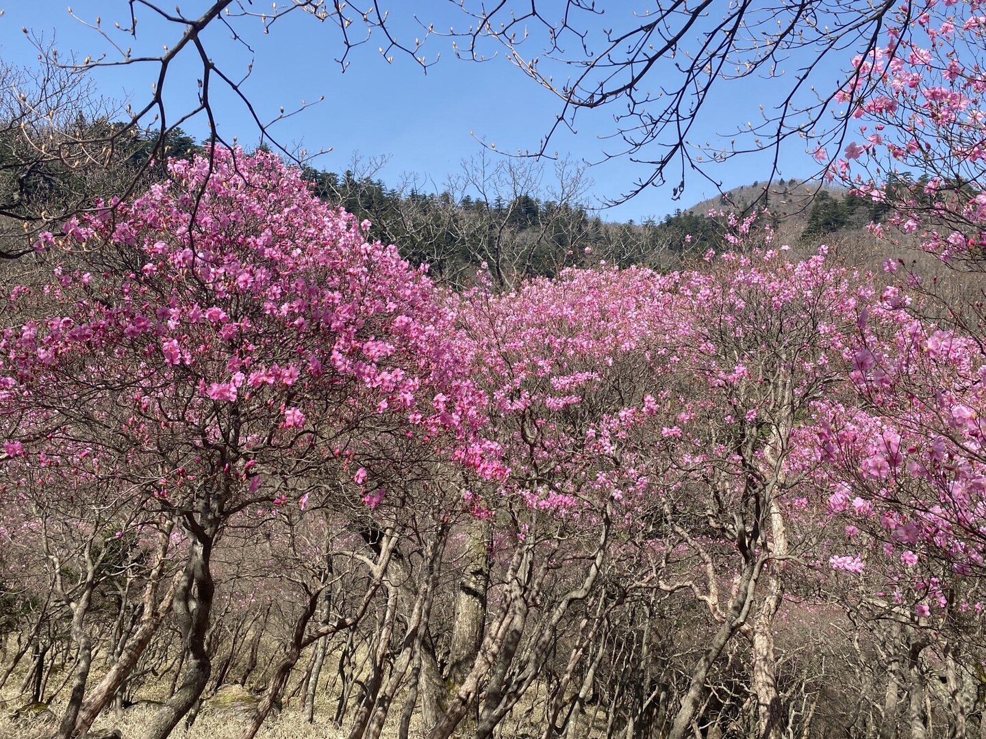 ミツモチ山，大丸はアカヤシオが満開です😊🌸 / Joe-Rice さんの高原山・釈迦ヶ岳・鶏頂山の活動データ | YAMAP / ヤマップ