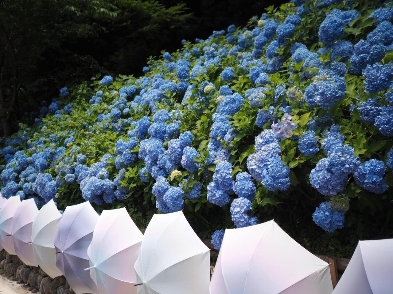 小笠山・三ツ峰 / tuneさんの小笠山の活動データ | YAMAP / ヤマップ