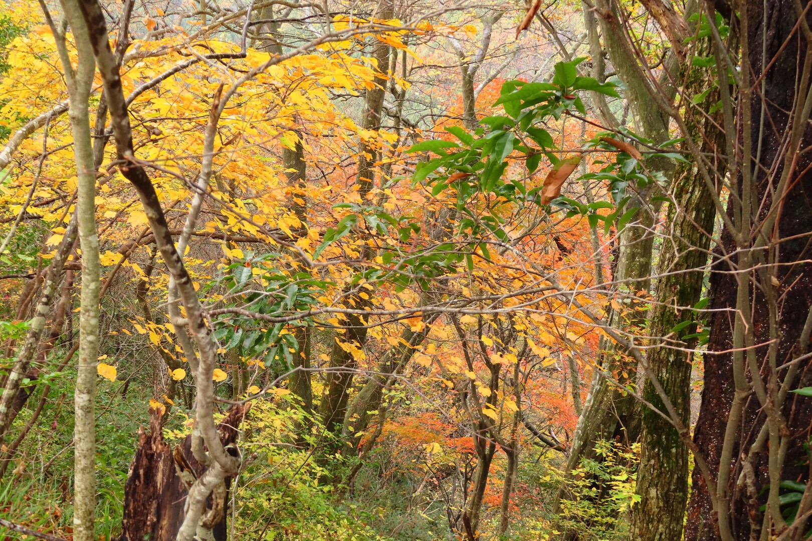 尖山-2024-11-23本道r往復 / Tona.Yamahasi.E.Sanpoさんの尖山の活動日記 | YAMAP / ヤマップ