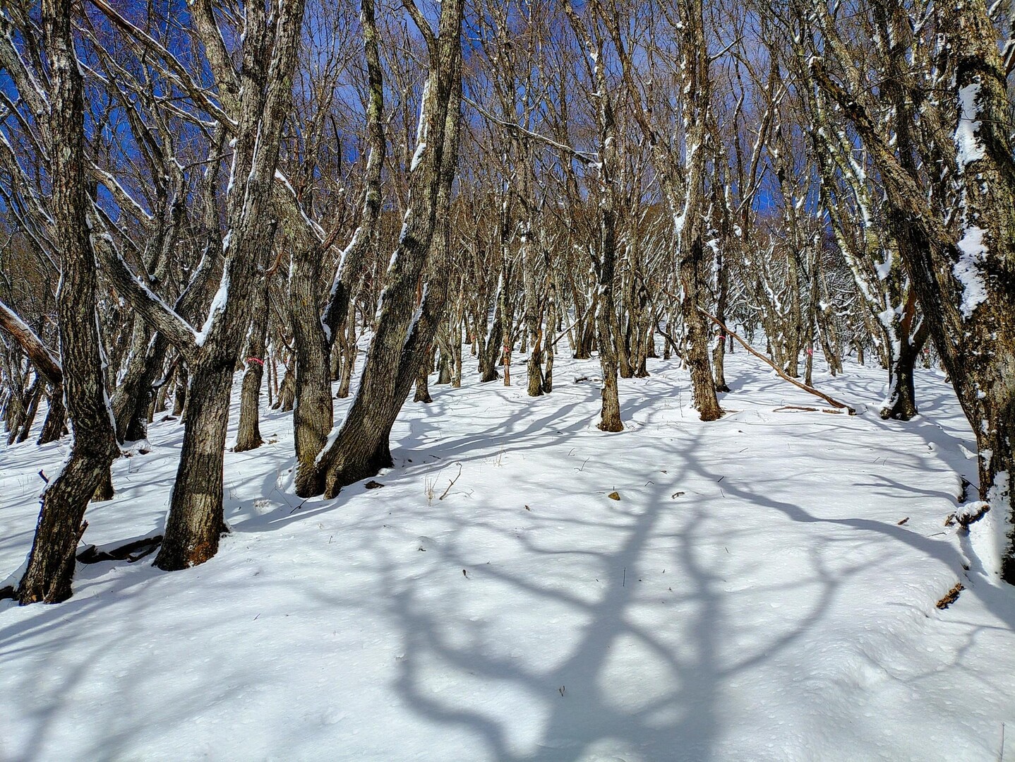 戸谷峰 / 305さんの三才山・戸谷峰の活動データ | YAMAP / ヤマップ