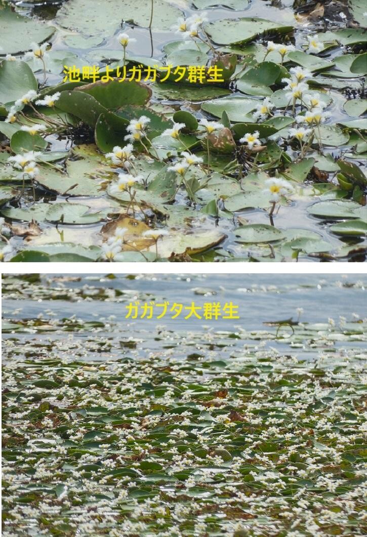 【ガガブタが咲く池で9月中旬の自然観察】... / Denaliさんのモーメント | YAMAP / ヤマップ