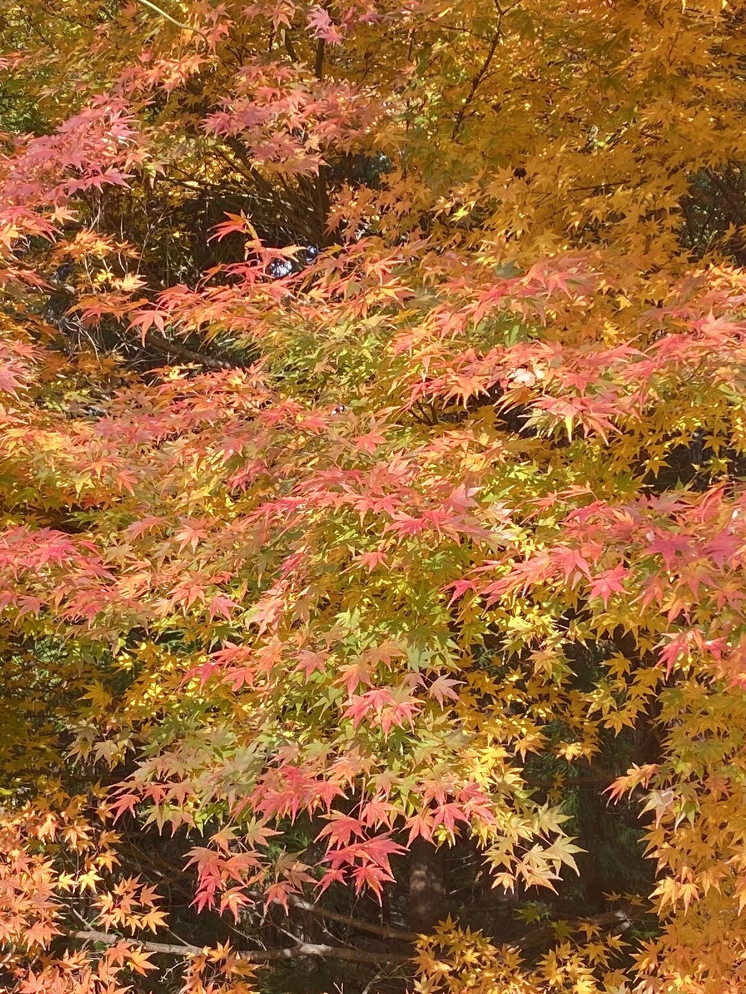 南高尾⛰️セブンサミッツ🦙時計回り🌟 / Shihoさんの高尾山・陣馬山・景信山の活動日記 | YAMAP / ヤマップ