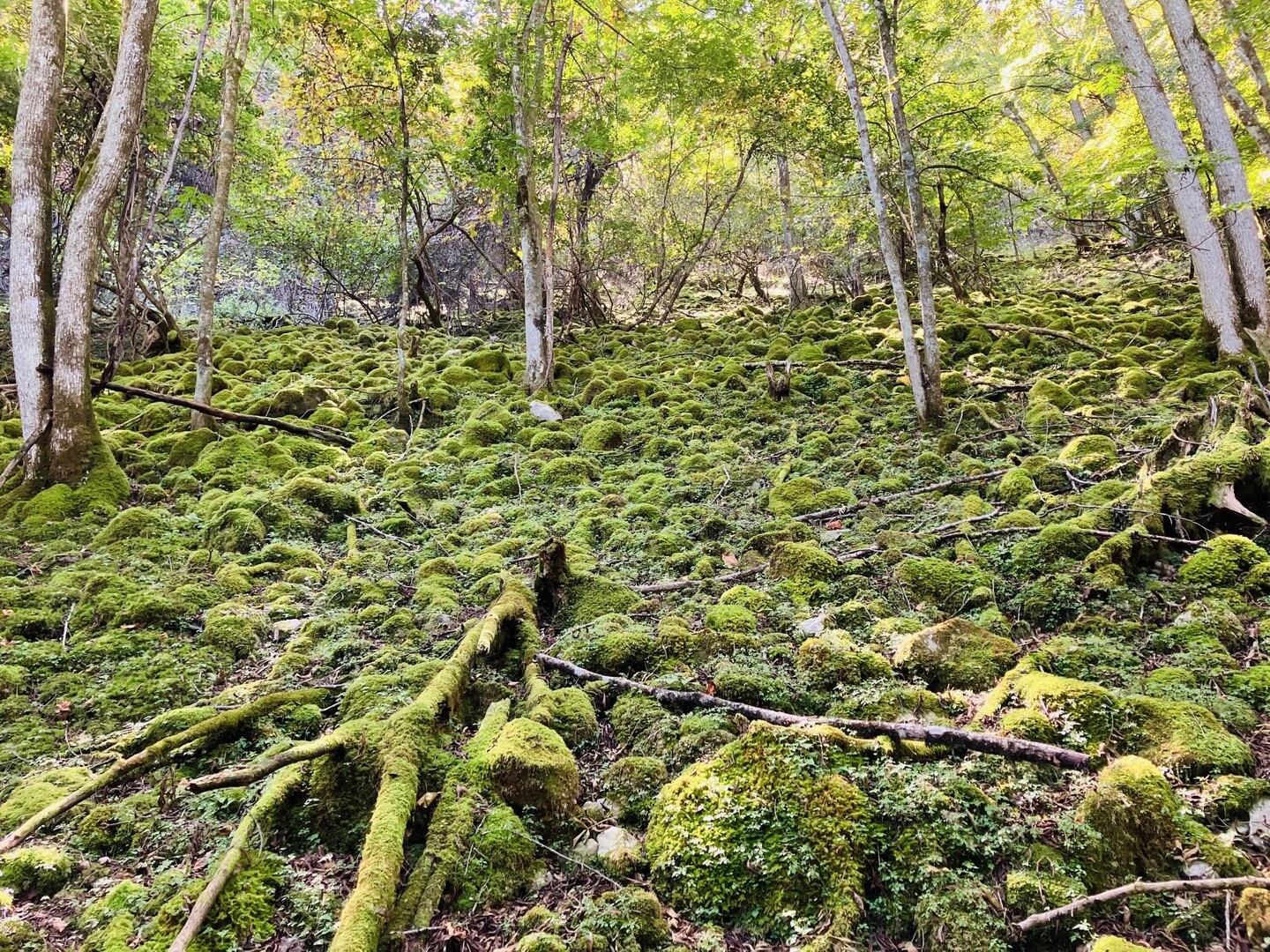 構想30年？ 和名倉山 / tac_aさんの和名倉山・笠取山・東仙波の活動データ | YAMAP / ヤマップ