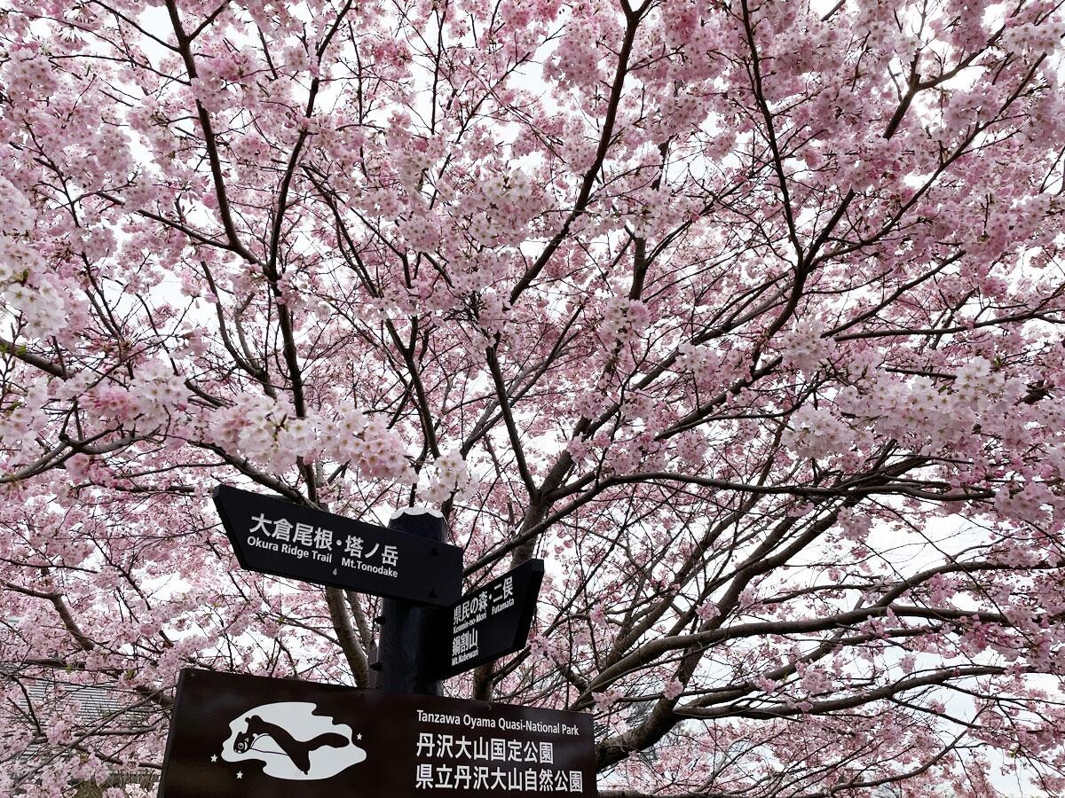 大倉〜塔ノ岳〜新大日〜大倉（大倉尾根、政次郎尾根） / mognetさんの塔ノ岳・丹沢山・蛭ヶ岳の活動データ | YAMAP / ヤマップ