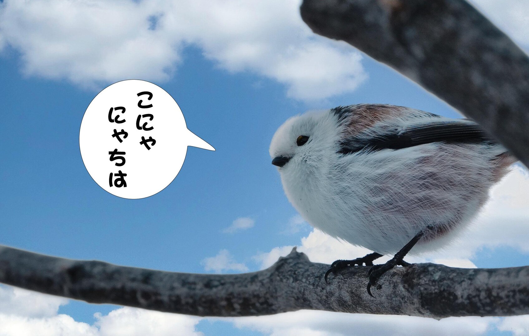 野牛はいなかった＠野牛山 / 😺Sammyさんの野牛山・北広山の活動データ | YAMAP / ヤマップ