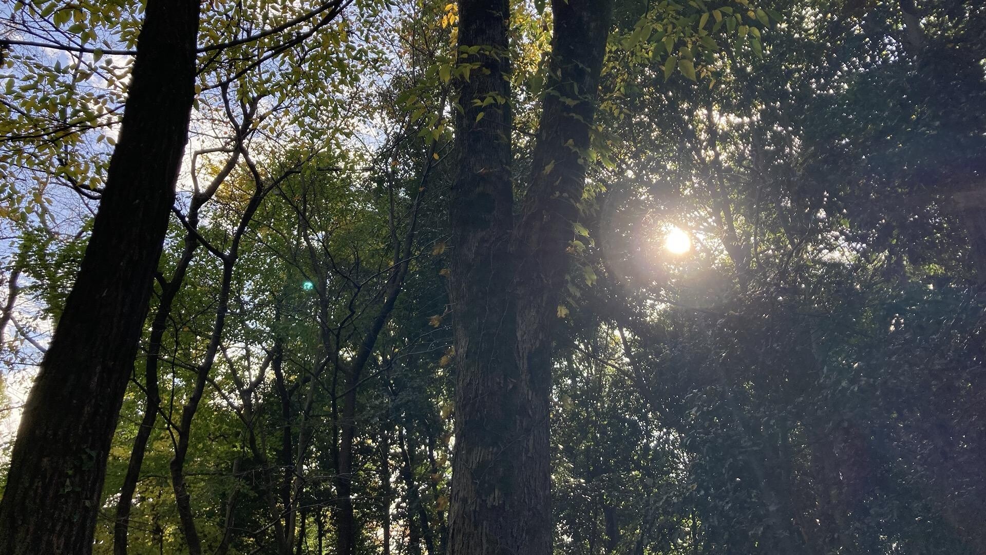 20241117 大久保山・マリーゴールドの丘 / 修行者さんの中山道（深谷宿・本庄宿・新町宿）の活動データ | YAMAP / ヤマップ