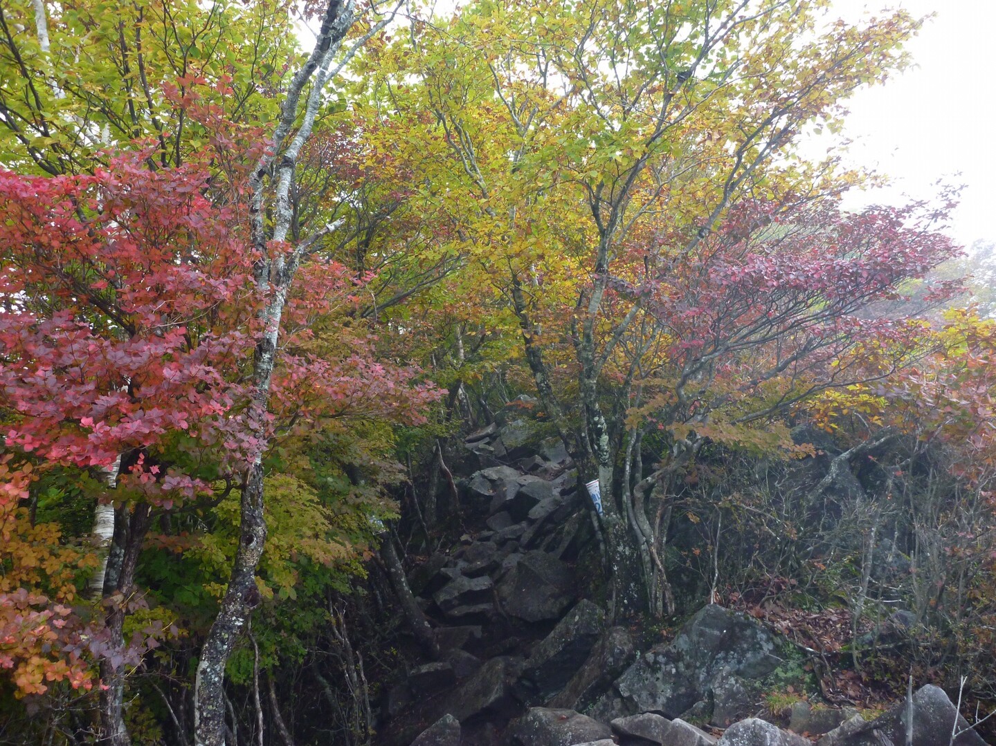 【熊とやぎちゃんに会いました】黒檜山・駒ヶ岳 / pleng86さんの赤城山・黒檜山・荒山の活動データ | YAMAP / ヤマップ