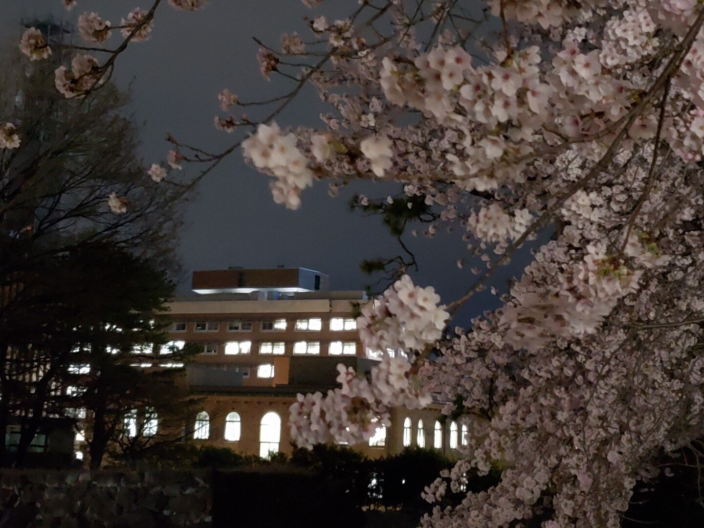 甲府 舞鶴城夜桜 宴会禁止なのでライトア... / Kichyさんのモーメント | YAMAP / ヤマップ