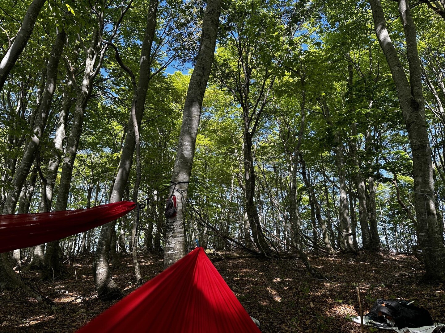 小ヅッコ・大ヅッコ・扇ノ山 / srさんの扇ノ山の活動日記 | YAMAP / ヤマップ