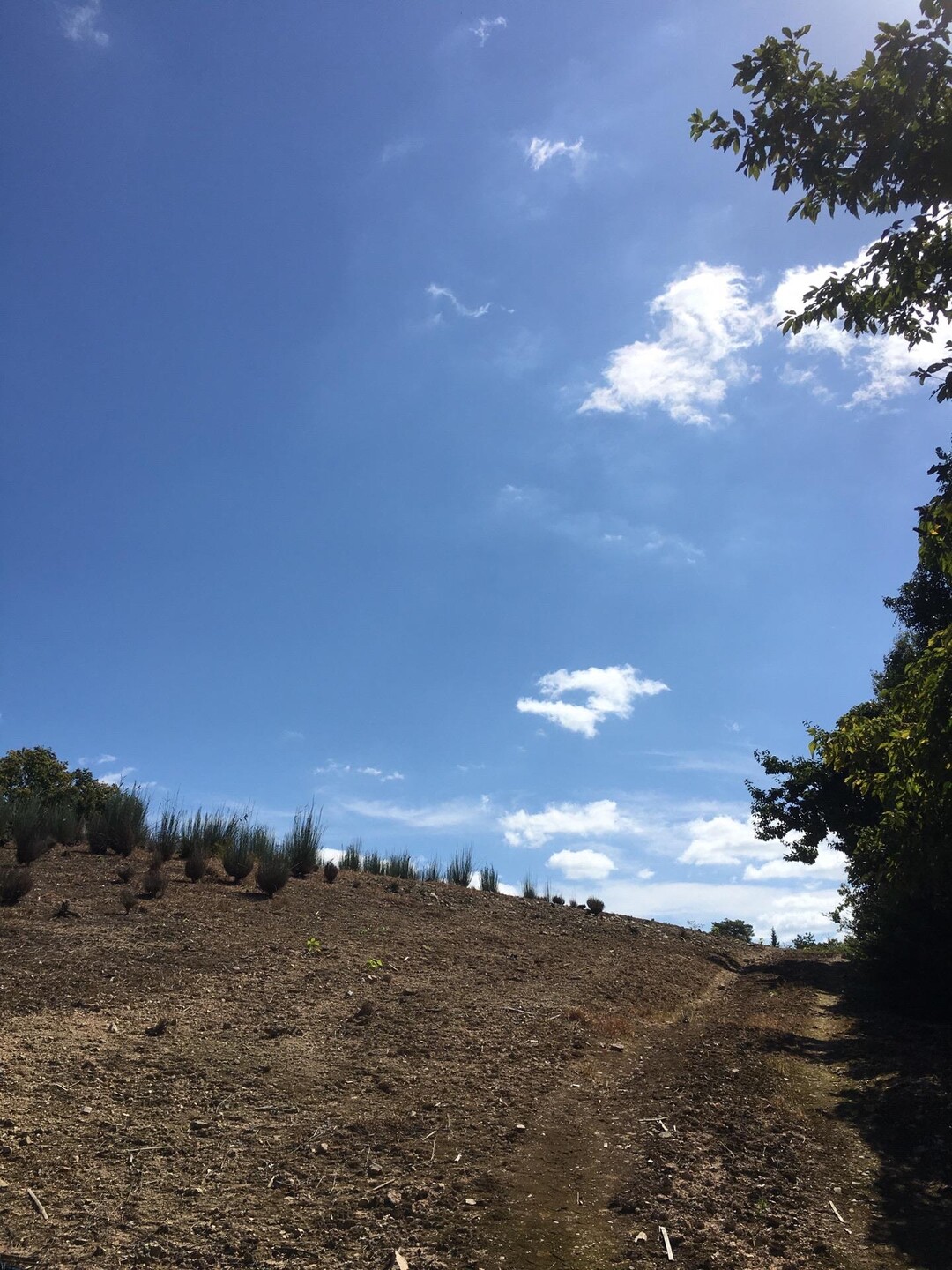 安倍晴明ゆかりの阿部山💫 / 雪月花さんの杉山・龍王山・妙見山の活動データ | YAMAP / ヤマップ