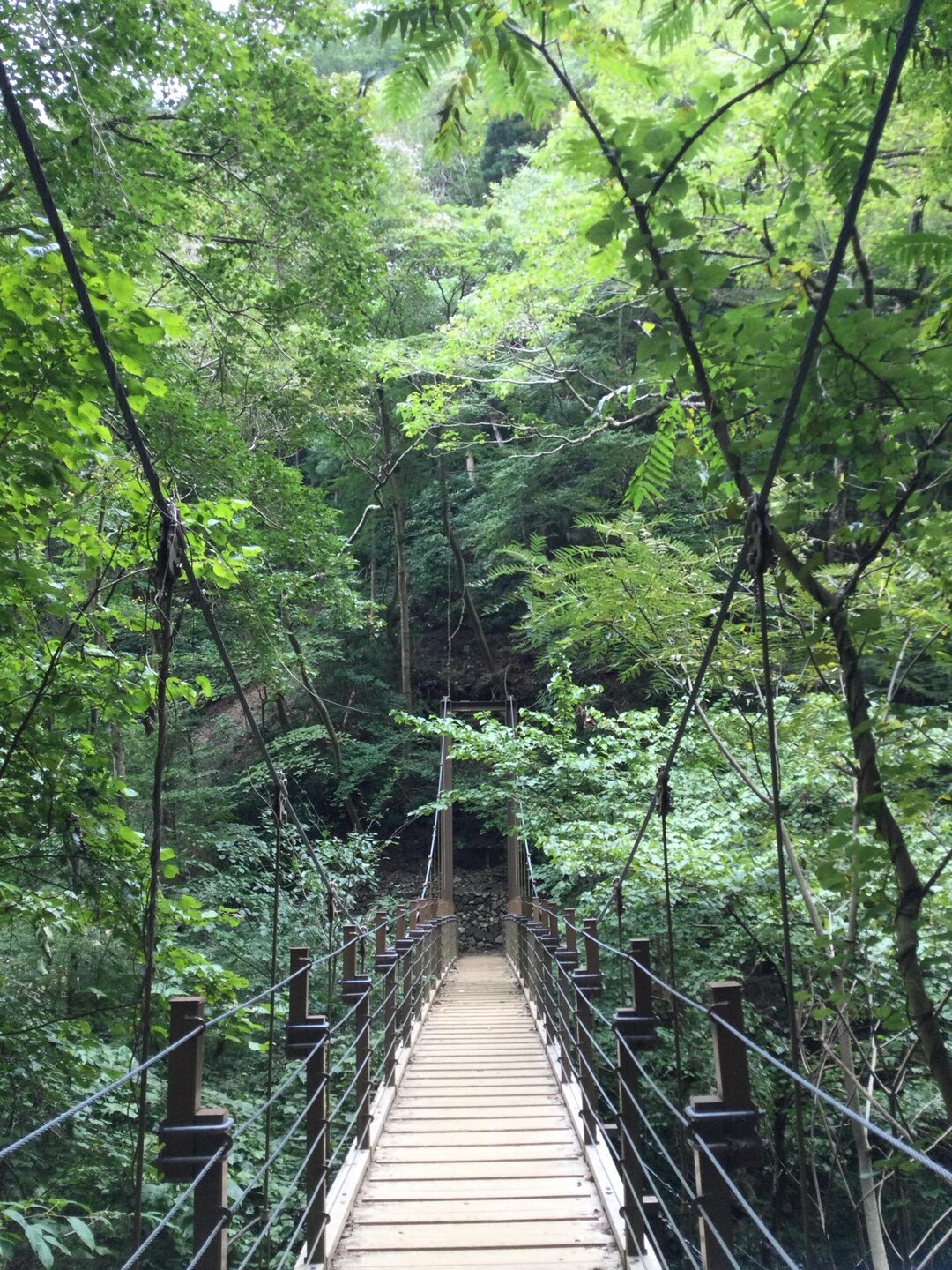 本当に今日は平日なのか？高尾山 / tae0218さんの高尾山・陣馬山・景信山の活動データ | YAMAP / ヤマップ