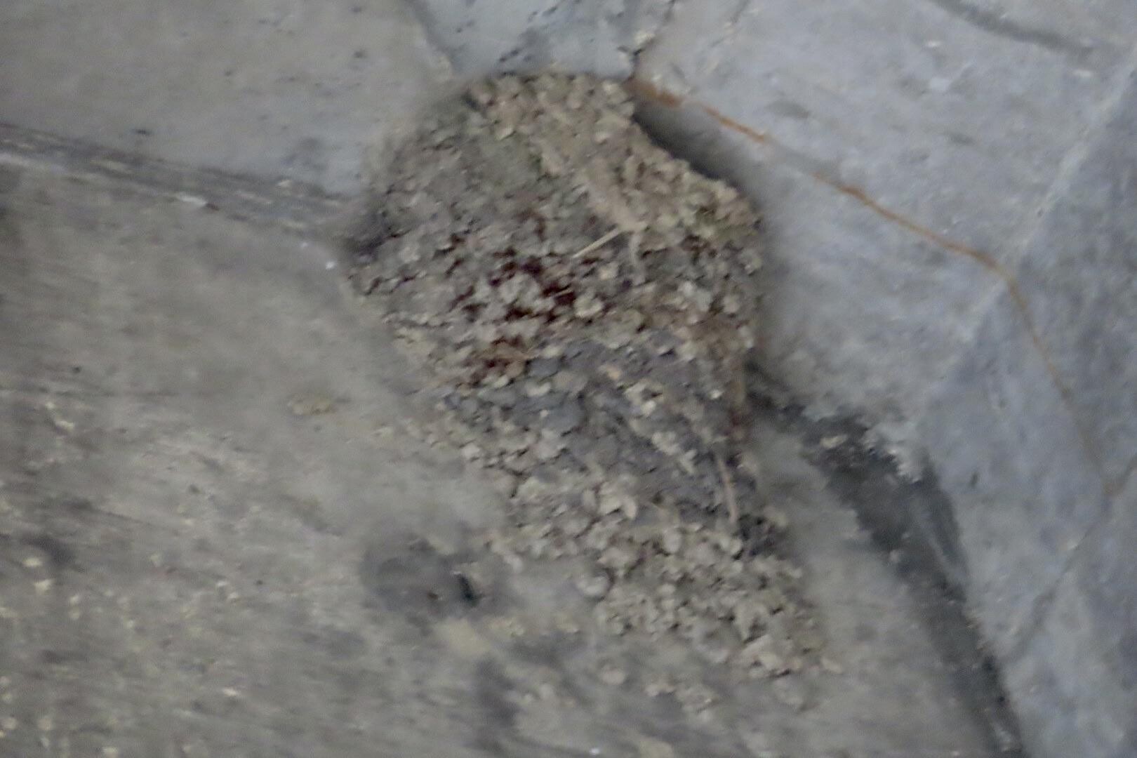 ①,② 2023.5/2に近所の高架下で... / otaksaさんのモーメント | YAMAP / ヤマップ