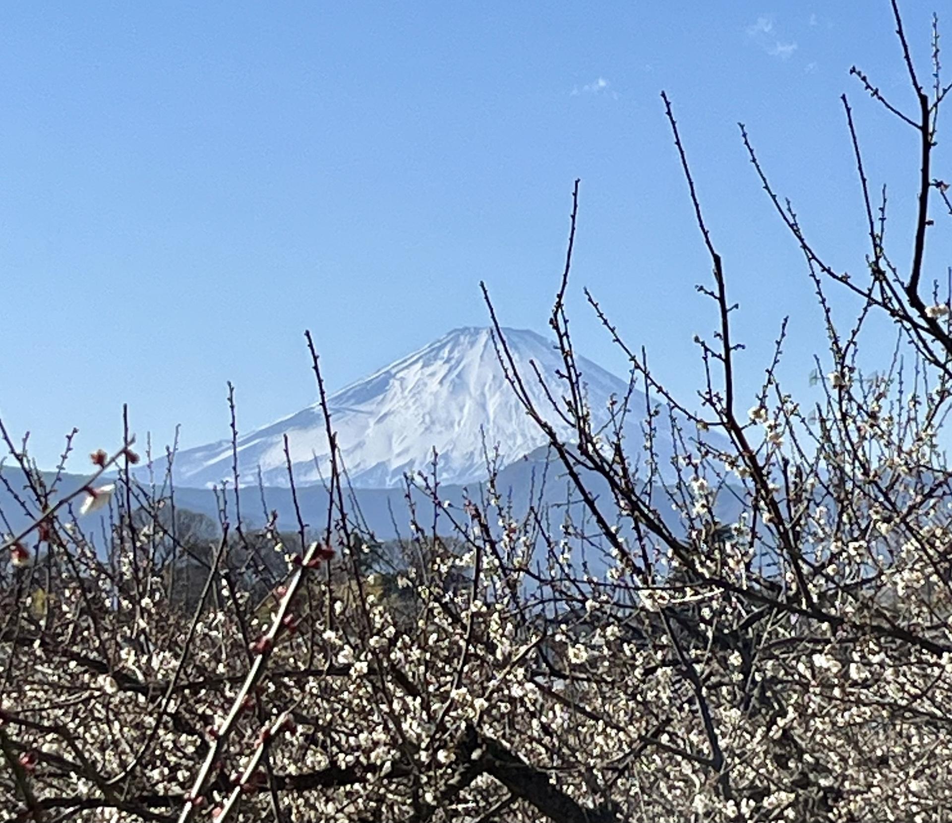 曽我丘陵。 小田原駅近くで早めのランチの... / skipさんのモーメント | YAMAP / ヤマップ