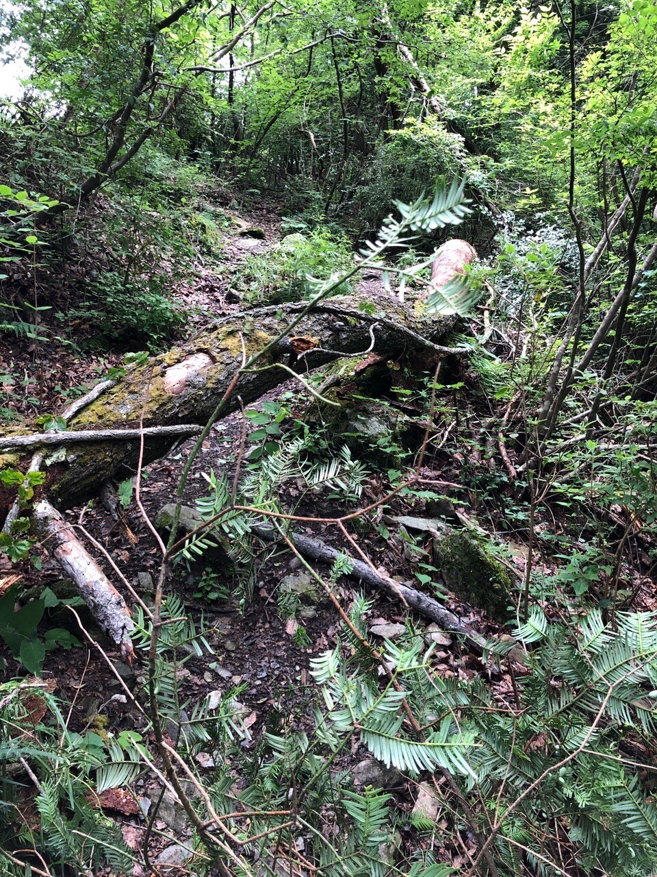 TOSHIOさんの投稿したフィールドメモ | YAMAP / ヤマップ