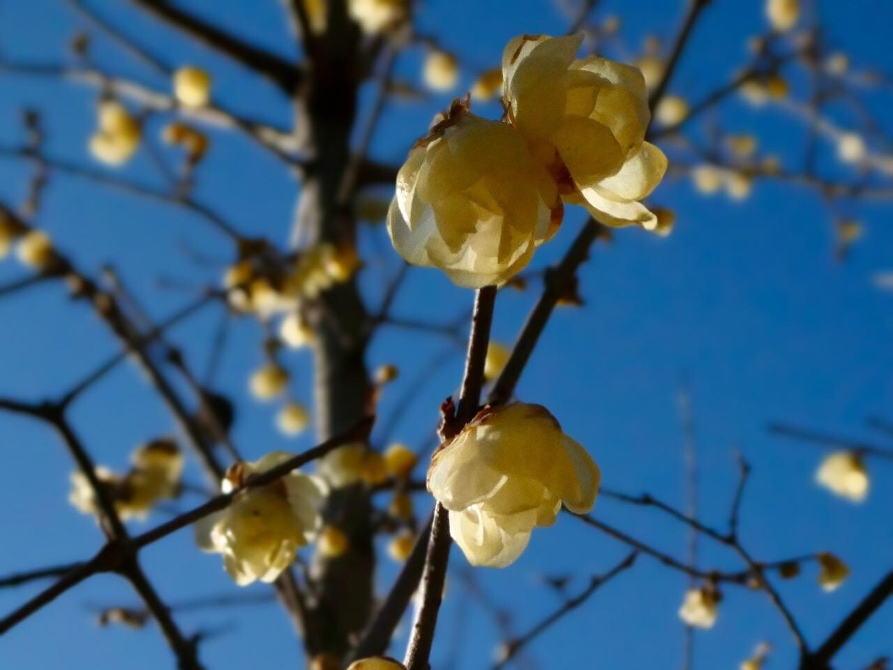 高松山 / skipさんの塔ノ岳・丹沢山・蛭ヶ岳の活動データ | YAMAP / ヤマップ
