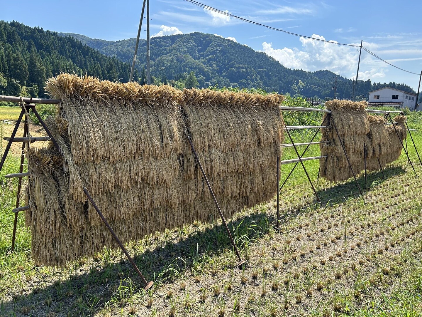 加茂川ウォーキング09-03 / kaizaさんのウォーキングの活動データ | YAMAP / ヤマップ