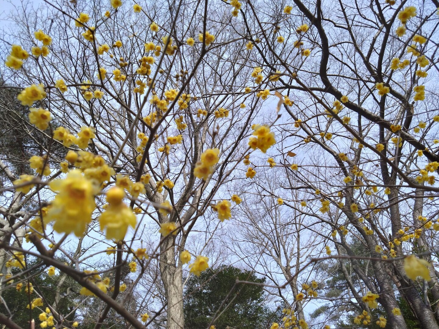 風神山・真弓山 / sora178さんの日立アルプストレイル・神峯山の活動データ | YAMAP / ヤマップ