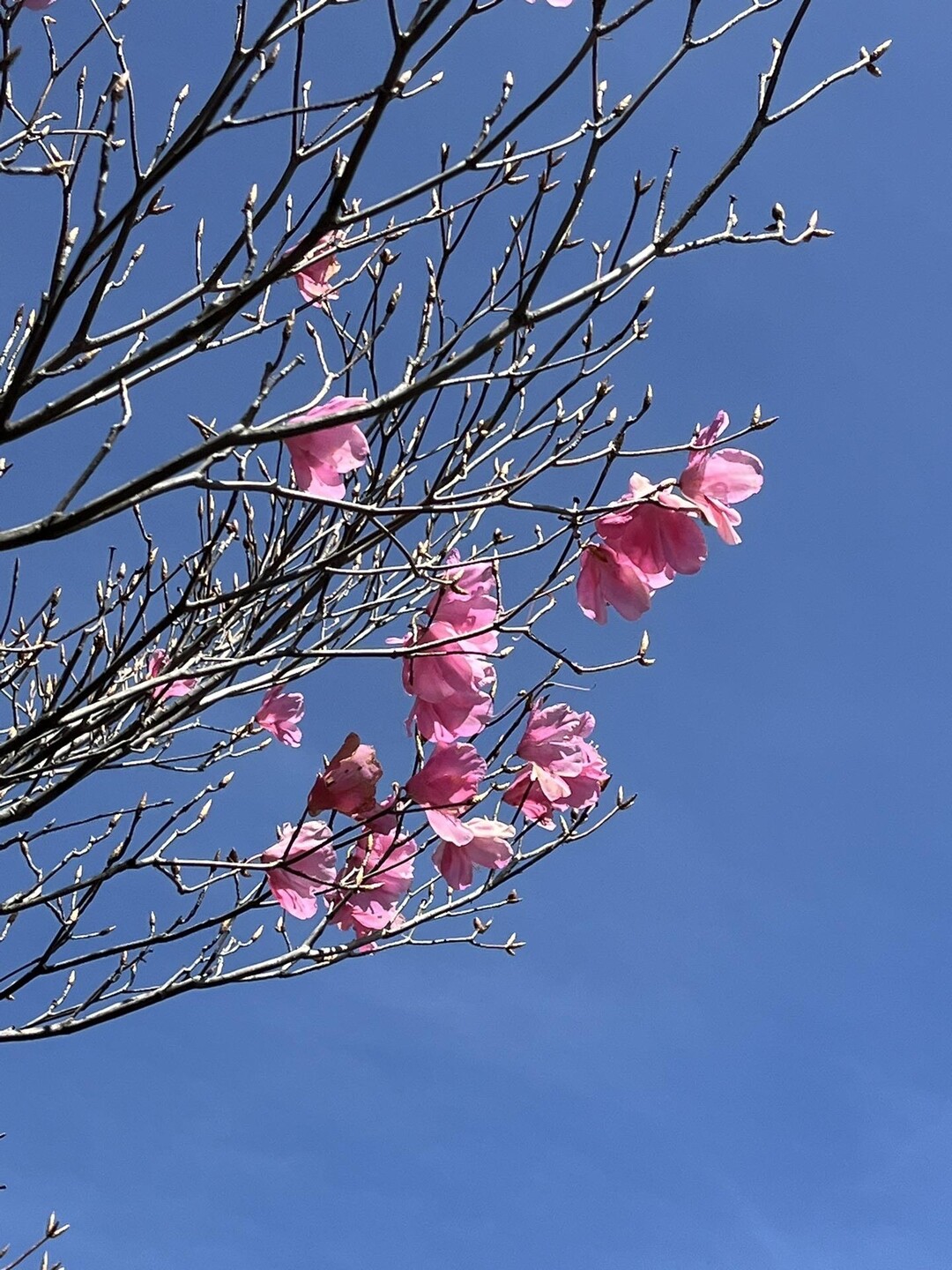 石鎚山・天狗岳 / ayaka-Kさんの石鎚山・堂ヶ森・二ノ森の活動データ | YAMAP / ヤマップ