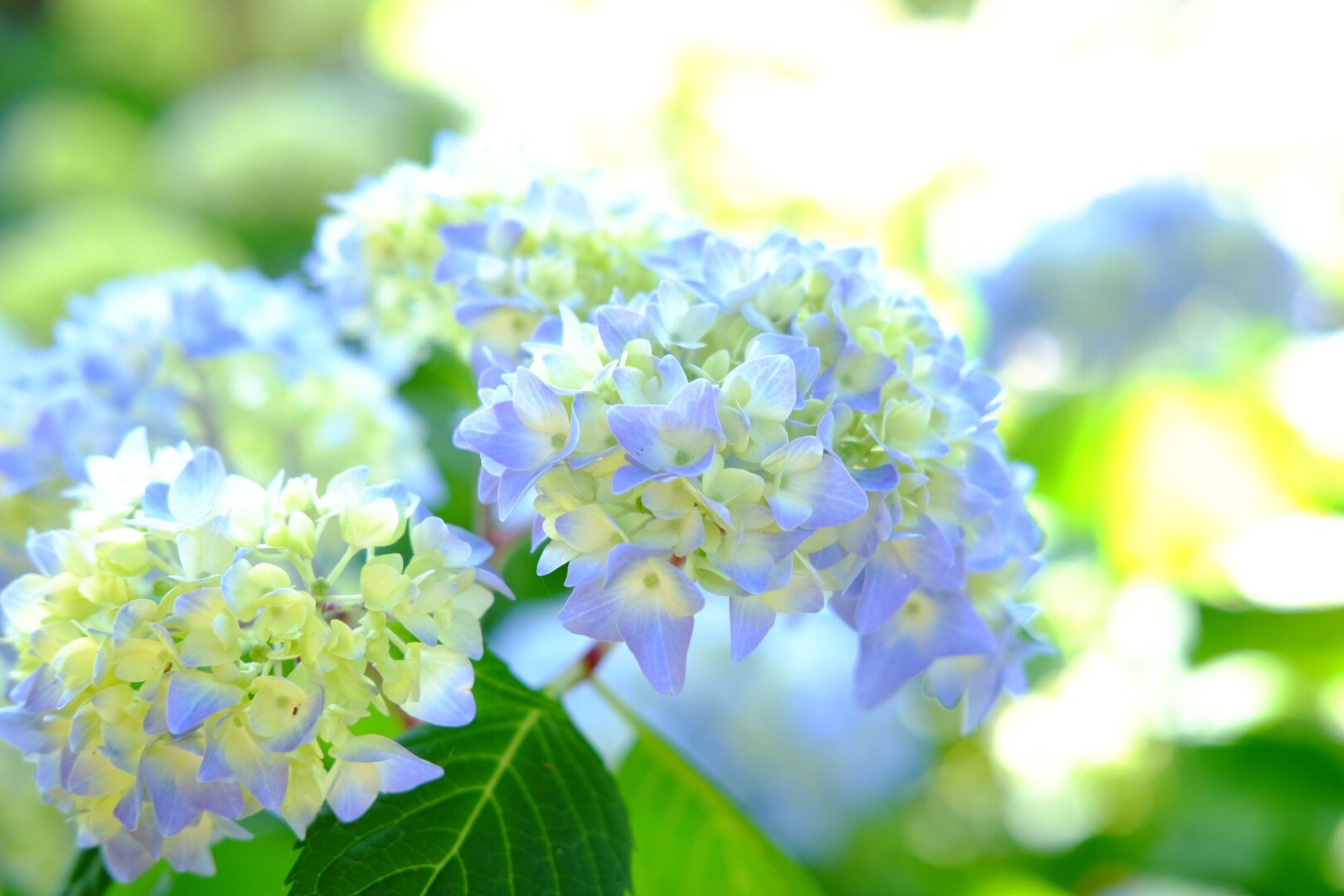 男鹿半島 雲昌寺の紫陽花と入道崎 / TOTOさんのモーメント | YAMAP / ヤマップ