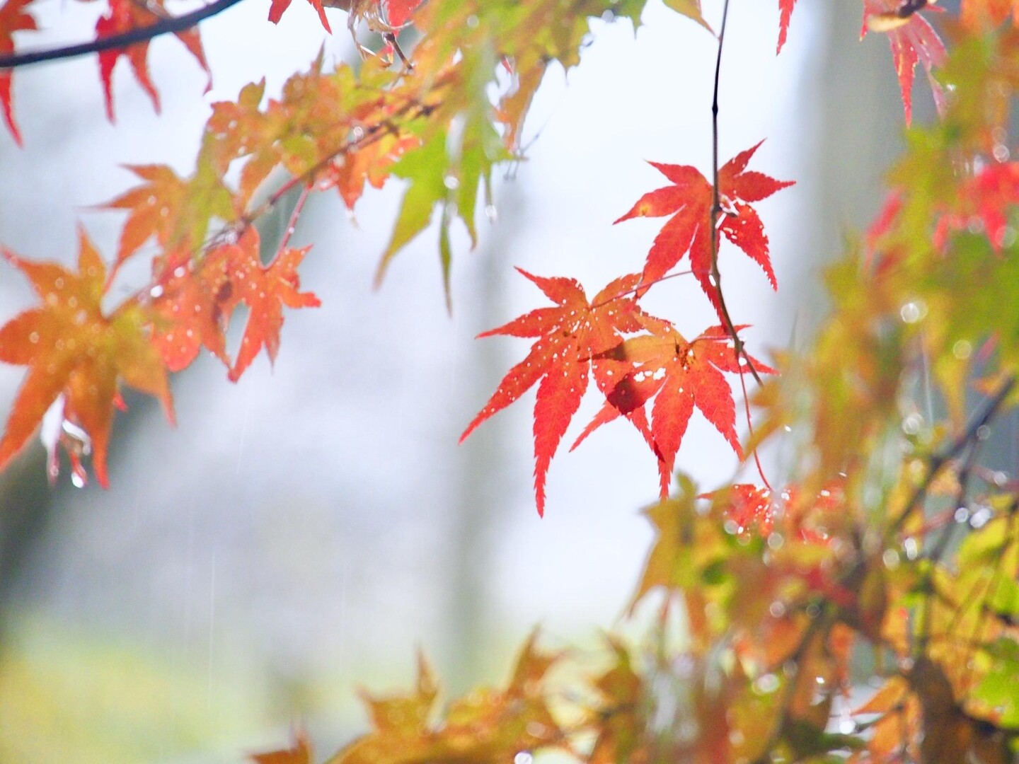 雨の中、霞間ヶ渓のモミジの色付きを確認し... / shouichiさんのモーメント | YAMAP / ヤマップ