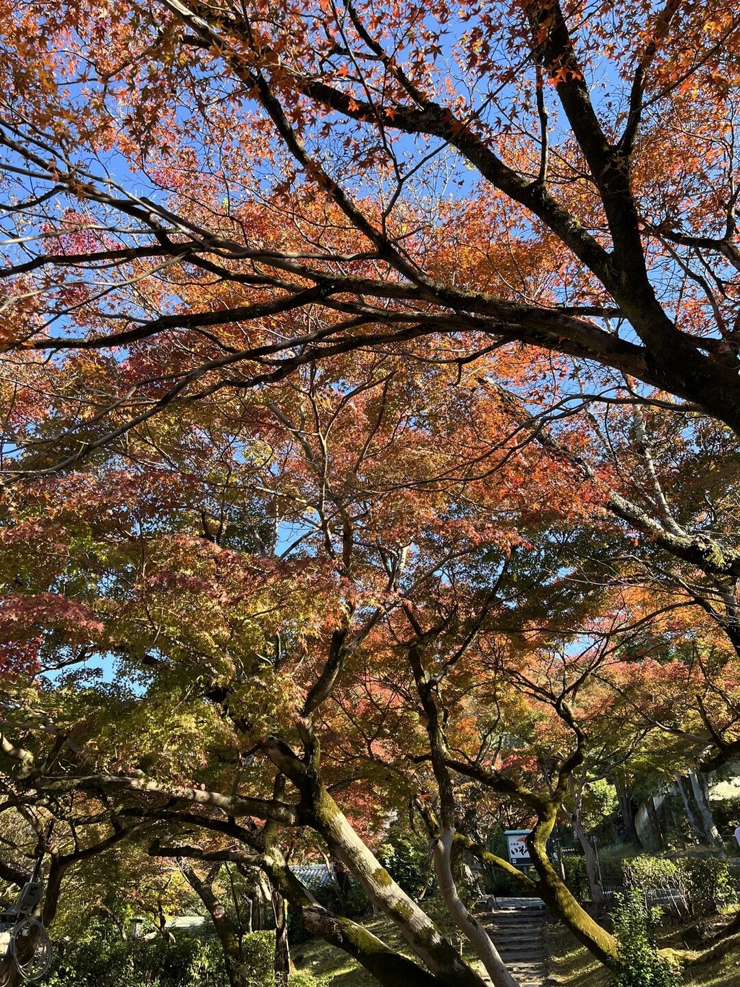 京都円山公園。 / snoopyさんのモーメント | YAMAP / ヤマップ