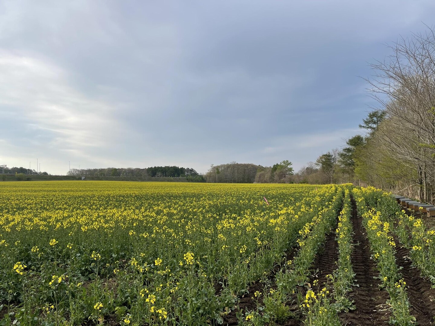 菜の花咲き始めました♪ 美味しい野菜が沢... / しげさんのモーメント | YAMAP / ヤマップ