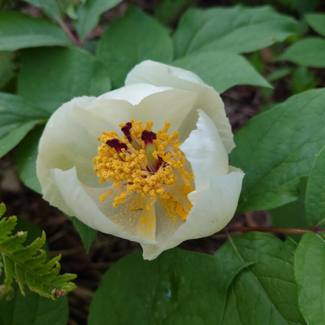 十種ヶ峰『988m』 / Amiババ さんの十種ヶ峰の活動データ | YAMAP / ヤマップ