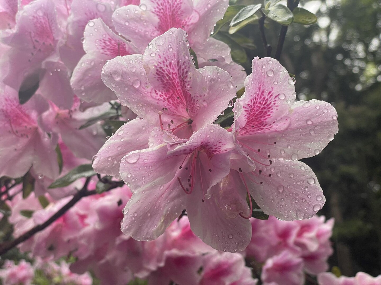 Sakura 🌸 season wil... / Benさんのモーメント | YAMAP / ヤマップ