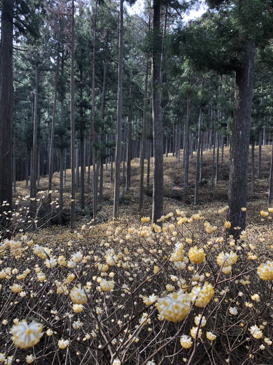 学能堂山 ミツマタ群生地から周回-2021-03-20 / ta_ba8016さんの登山の活動日記 | YAMAP / ヤマップ