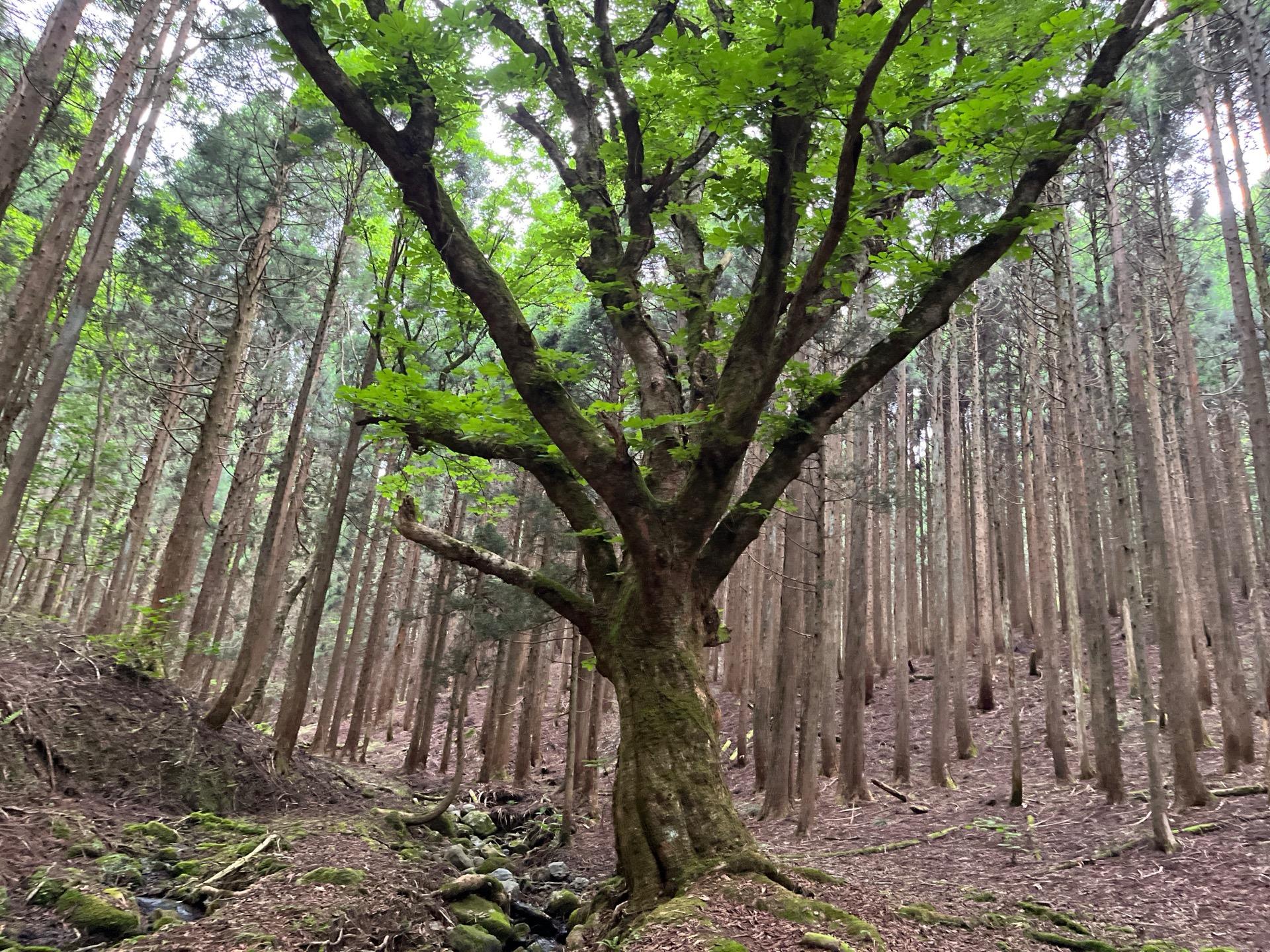 三原山（マッコウ） 中国百名山95座 / masaikeさんの三原山（マッコウ）の活動データ | YAMAP / ヤマップ