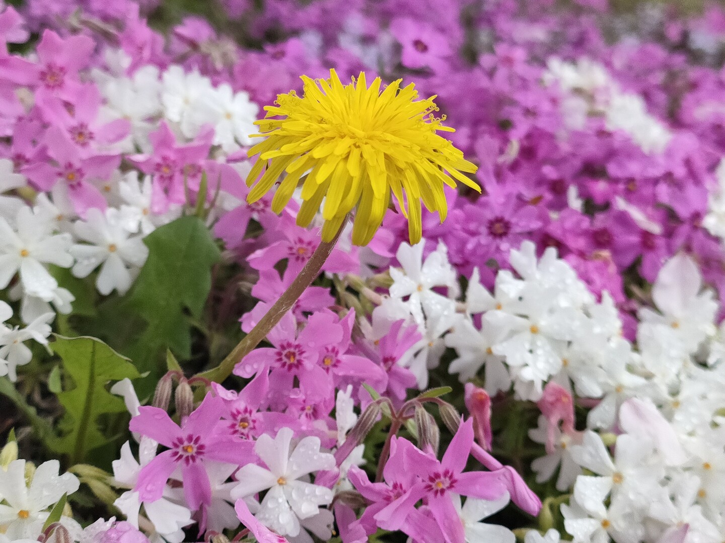 銭渕公園は花盛り / AZU_YUMIさんのモーメント | YAMAP / ヤマップ