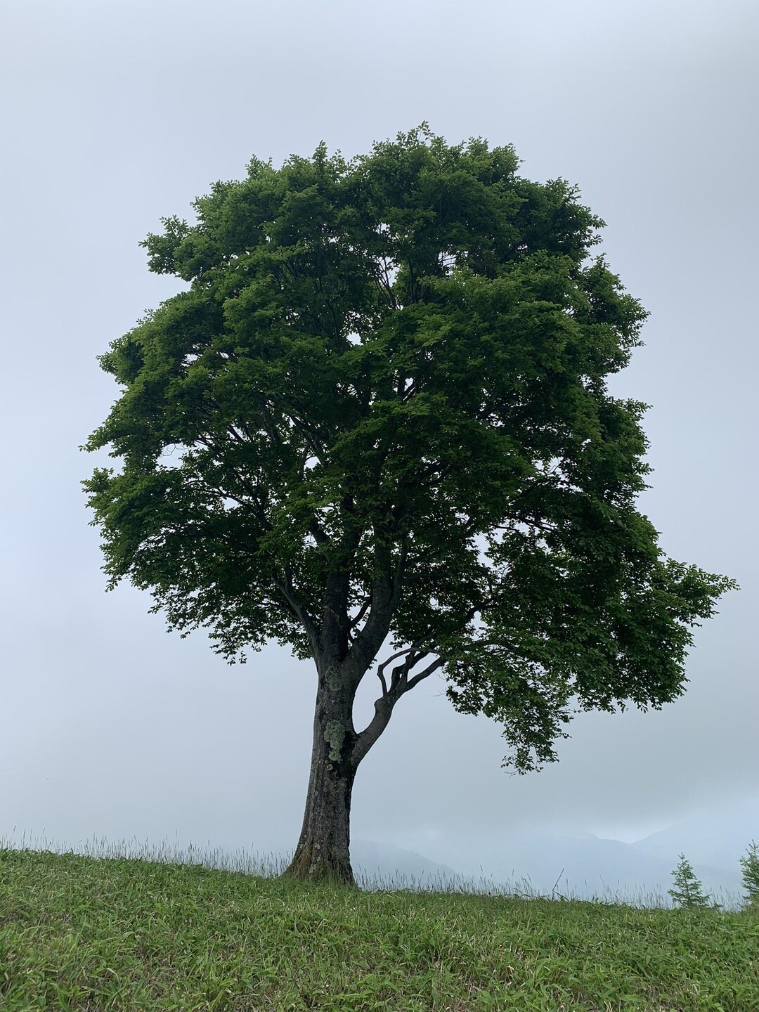 中倉山・沢入山 / monaさんの社山・半月山の活動データ | YAMAP / ヤマップ